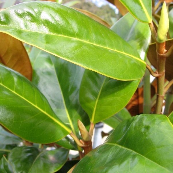Magnolia grandiflora 'Exmouth' - Warners Nurseries