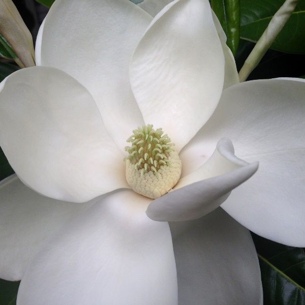 Magnolia grandiflora 'Exmouth' - Warners Nurseries