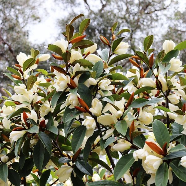 Magnolia hybrid var. 'Cream Fairy' pbr - Warners Nurseries