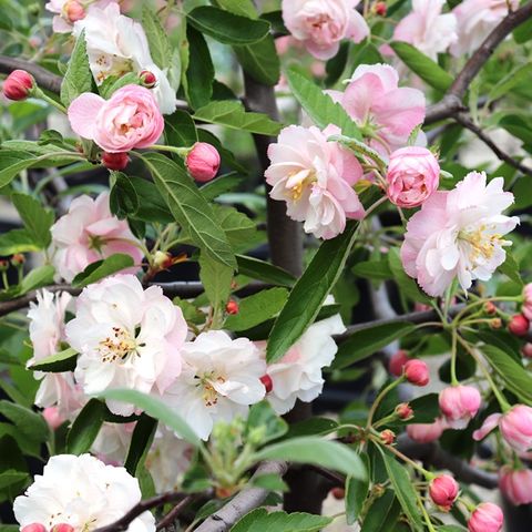 Malus ioensis 'Plena' - Warners Nurseries