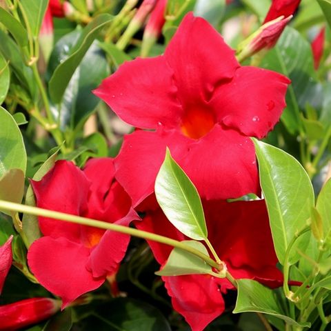 Climbers & Ground Covers - Warners Nurseries