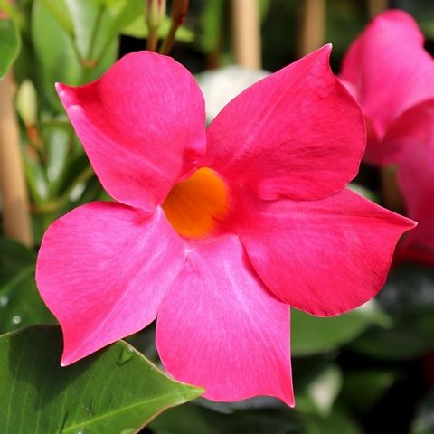 Mandevilla 'Aloha Pink Perfection' - Warners Nurseries