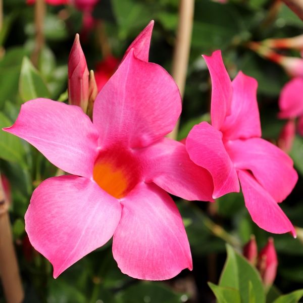 Mandevilla 'Aloha Pink Perfection' - Warners Nurseries
