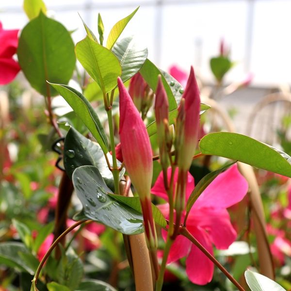 Mandevilla 'Aloha Pink Perfection' - Warners Nurseries