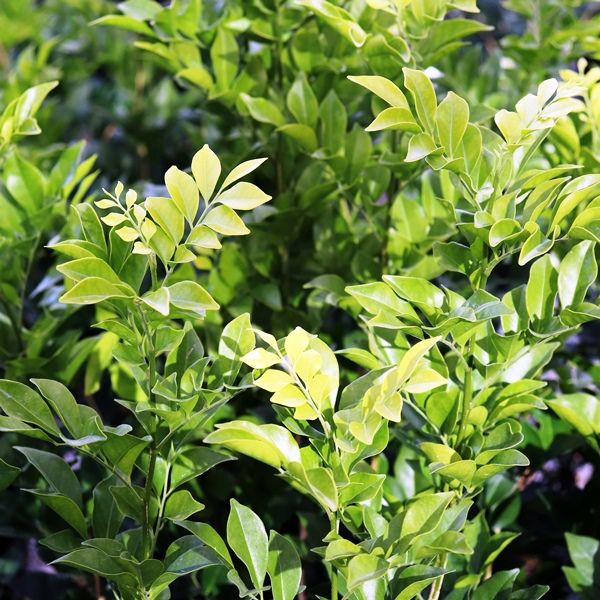 Murraya paniculata - Warners Nurseries