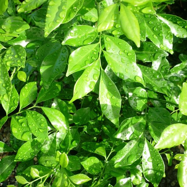 Murraya paniculata - Warners Nurseries