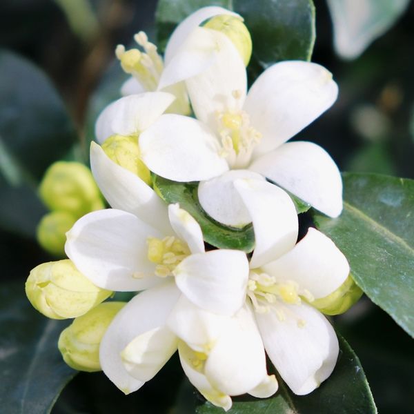 Murraya paniculata - Warners Nurseries