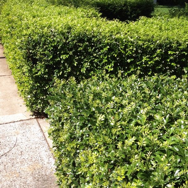 Murraya paniculata - Warners Nurseries