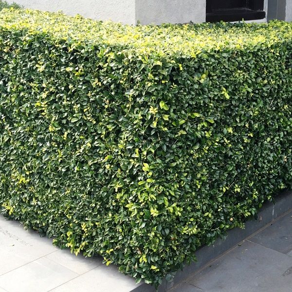 Murraya paniculata - Warners Nurseries