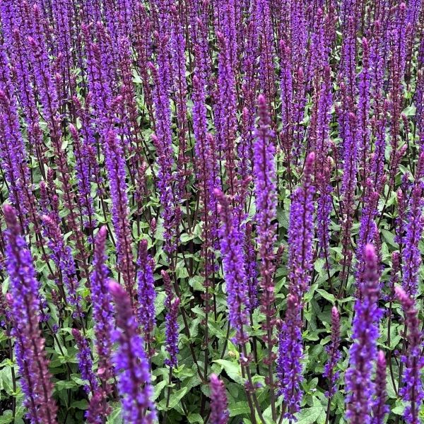 Salvia nemorosa 'Caradonna' - Warners Nurseries