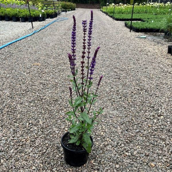 Salvia nemorosa 'Caradonna' - Warners Nurseries