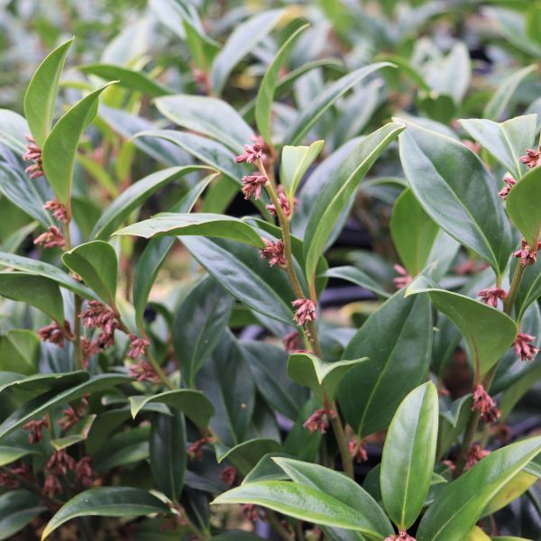 Sarcococca hookeriana var humilis - Warners Nurseries