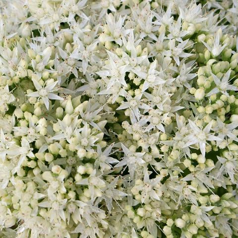 Sedum spectabile 'Iceberg' - Warners Nurseries