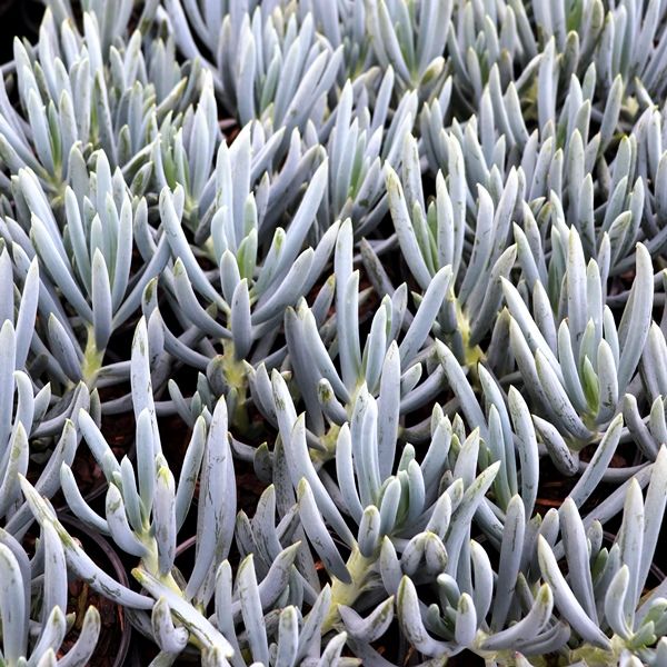 Senecio serpens - Warners Nurseries