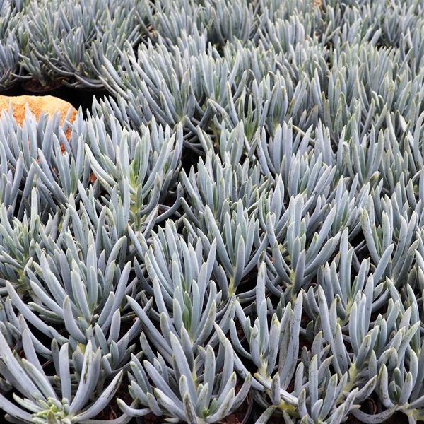 Senecio serpens - Warners Nurseries