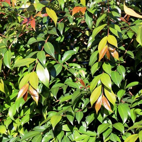 Syzygium australe 'Backyard Bliss' pbr - Warners Nurseries