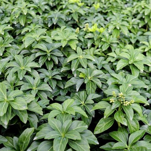 Pachysandra terminalis - Warners Nurseries