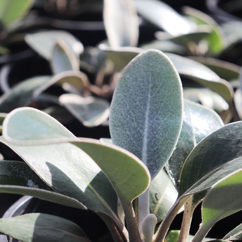 Pachystegia insignis - Warners Nurseries
