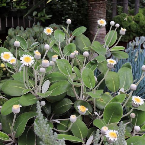 Pachystegia insignis - Warners Nurseries