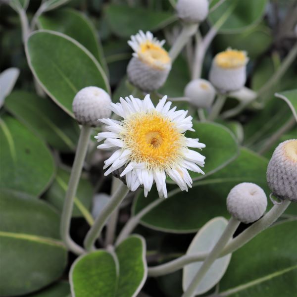 Pachystegia insignis - Warners Nurseries