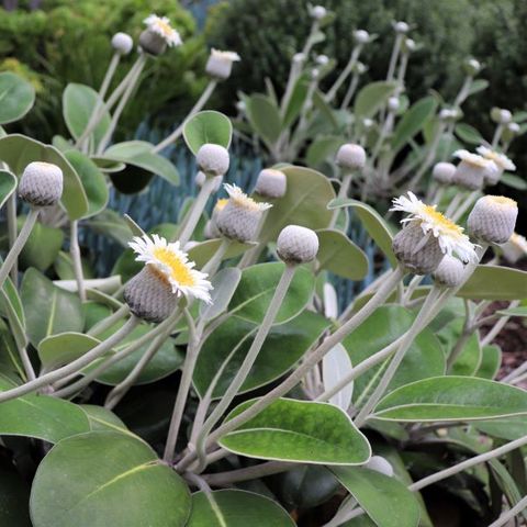 Pachystegia insignis - Warners Nurseries