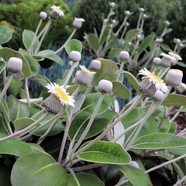 Pachystegia insignis - Warners Nurseries