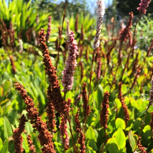 Persicaria affinis 'Dimity' - Warners Nurseries