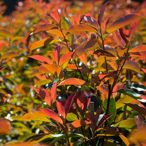 Photinia robusta - Warners Nurseries