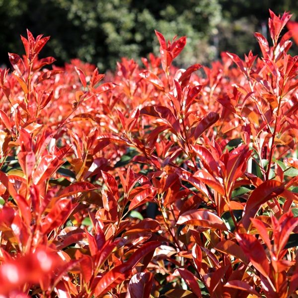 Photinia robusta - Warners Nurseries