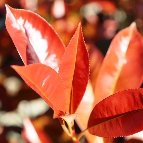 Photinia robusta - Warners Nurseries