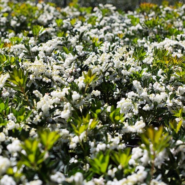 Pieris japonica 'Temple Bells' - Warners Nurseries