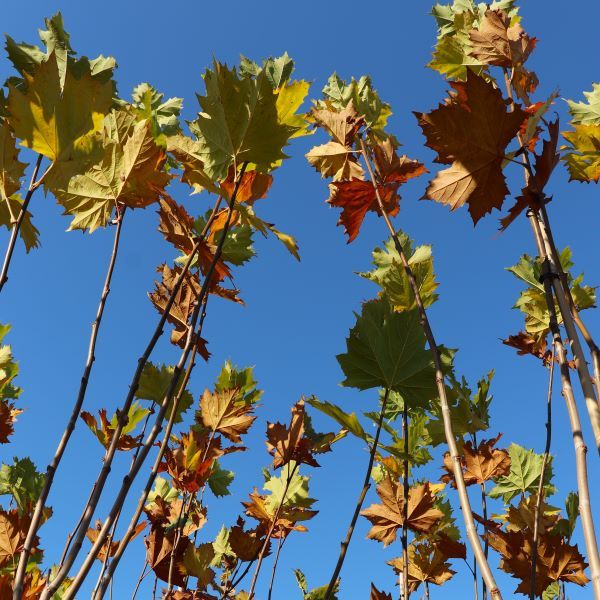 Platanus x acerifolia - Warners Nurseries