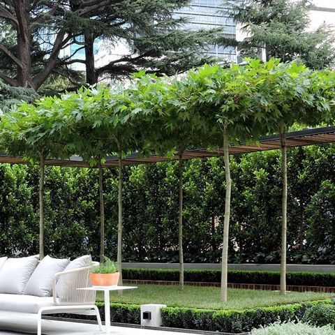 Living Pergola - Warners Nurseries