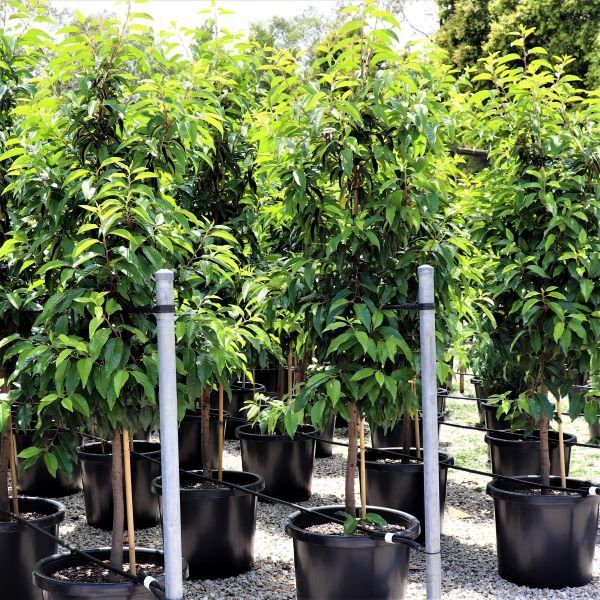 Prunus lusitanica Pleached - Warners Nurseries