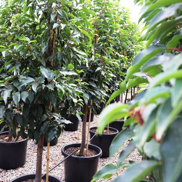 Prunus lusitanica Pleached - Warners Nurseries