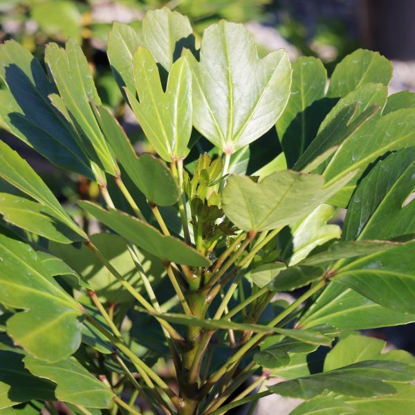 Pseudopanax lessonii 'Cyril Watson' - Warners Nurseries