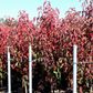 Pyrus calleryana 'Cleveland Select' - Warners Nurseries