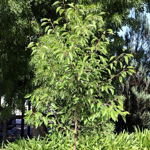 Pyrus calleryana 'Cleveland Select' - Warners Nurseries