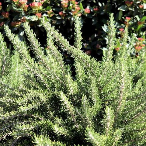 Small to Medium Shrubs & Hedging - Warners Nurseries