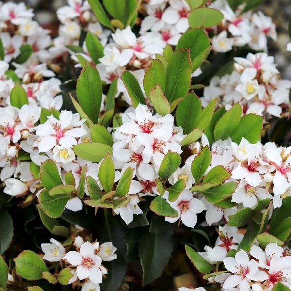 Rhaphiolepis intermedia - Warners Nurseries