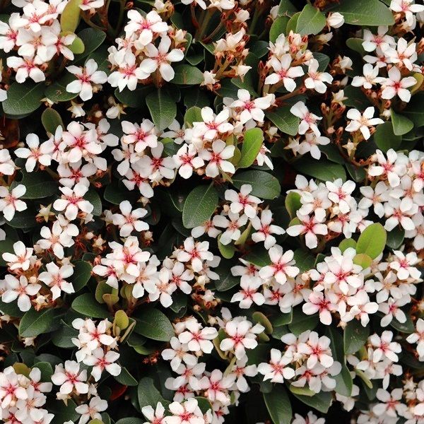 Rhaphiolepis indica 'Spring Pearl' - Warners Nurseries