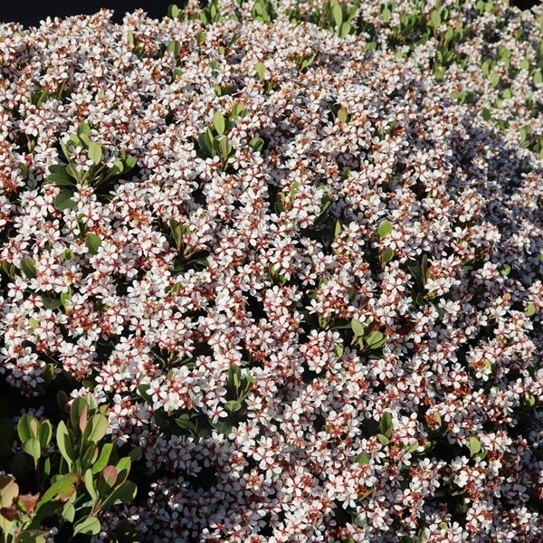 Rhaphiolepis indica 'Spring Pearl' - Warners Nurseries