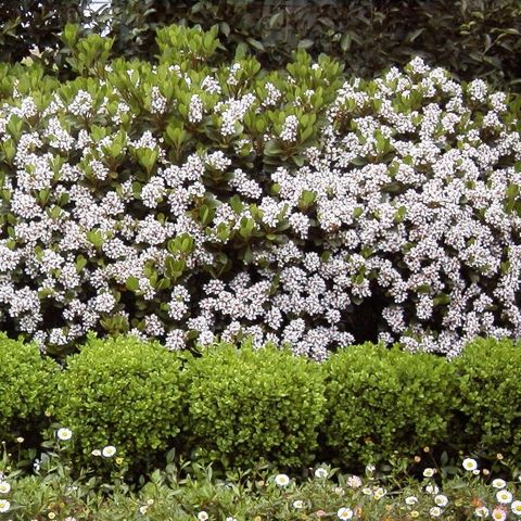 Rhaphiolepis indica 'Spring Pearl' - Warners Nurseries