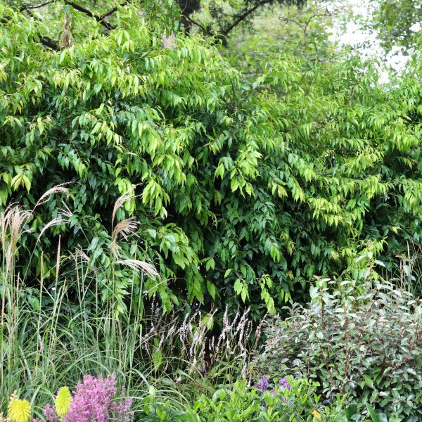 Waterhousea floribunda 'Warners Select' - Warners Nurseries