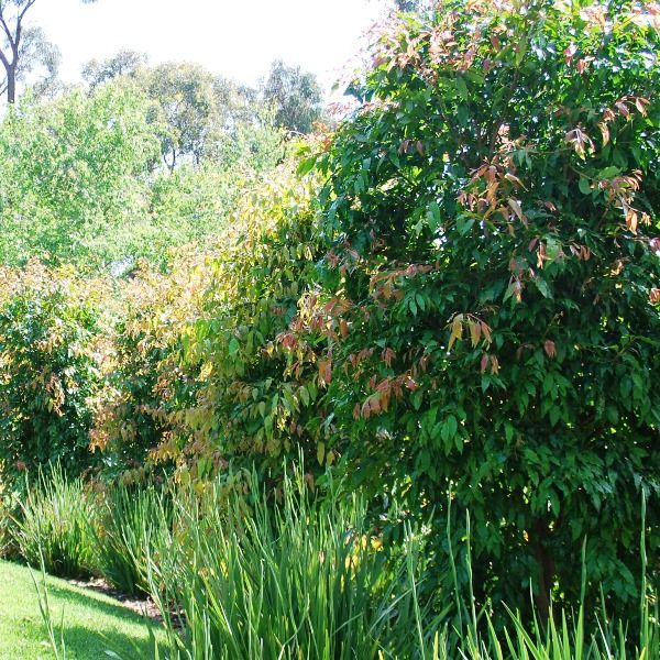 Waterhousea floribunda 'Warners Select' - Warners Nurseries