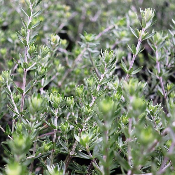 Westringia fruticosa - Warners Nurseries