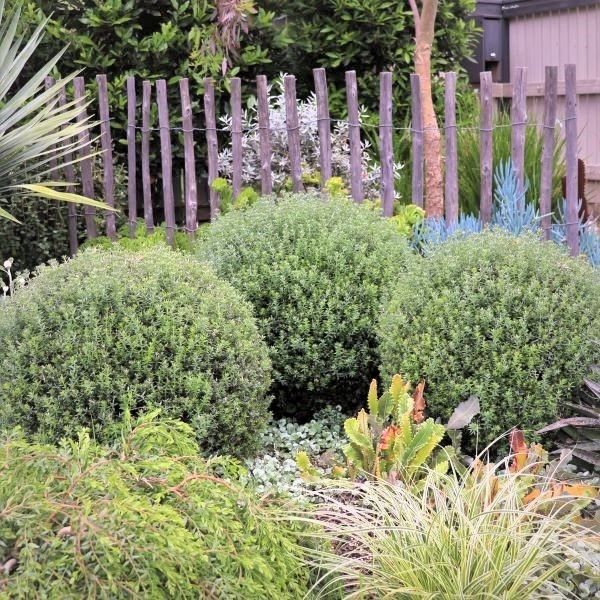 Westringia fruticosa 'Jervis Gem' Ball - Warners Nurseries