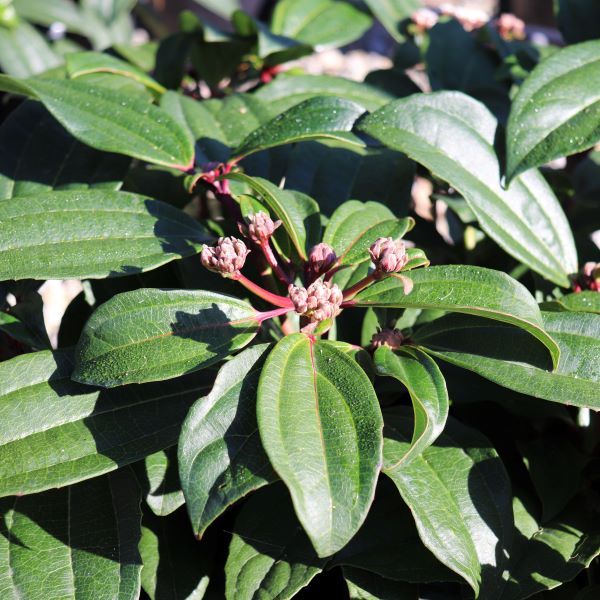 Viburnum davidii - Warners Nurseries
