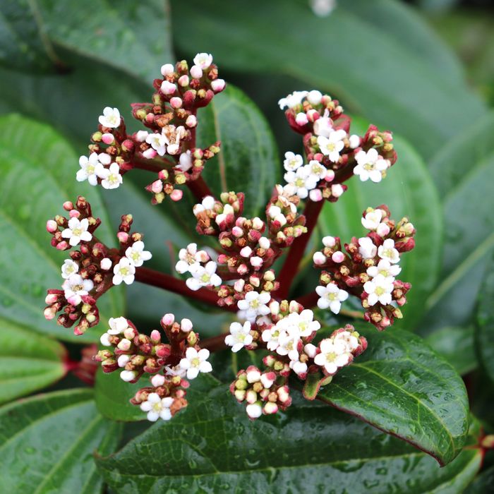 Viburnum davidii - Warners Nurseries
