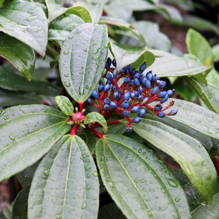 Viburnum davidii - Warners Nurseries
